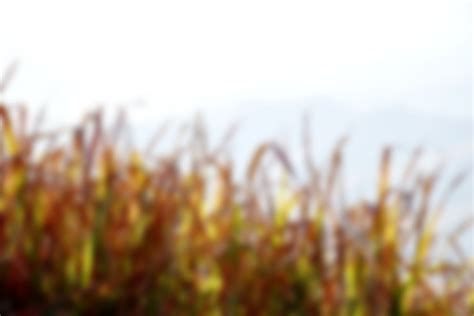 부드러운 초점 흐리게 건조 잔디 와 태양 빛 에 자연 용 배경 0명에 대한 스톡 사진 및 기타 이미지 0명 가을 갈색