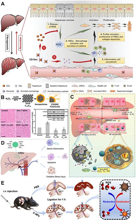 Reactive Oxygen Species Scavenging Nanozymes Ijn