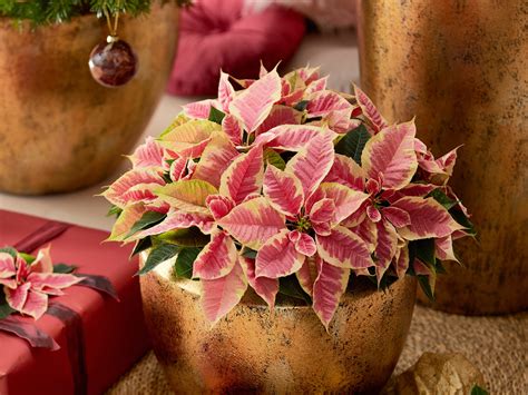 Poinsettia Care Tips To Keep Your Plant Alive Past Christmas