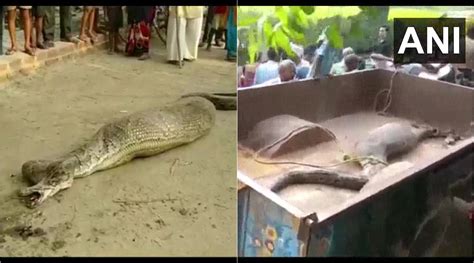 Python Rescued After Swallowing Large Prey In Up Village Video Goes Viral Trending News The
