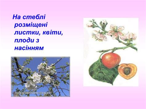 Презентація за темою