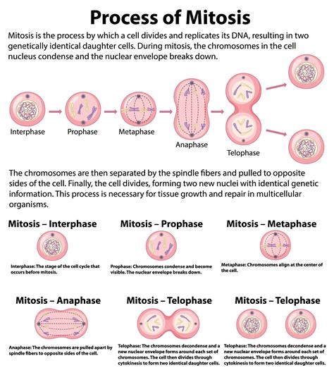 Mitosis Phases