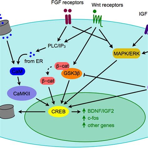 Crosstalk Between Signaling Pathways Implicated In Pathogenesis Of