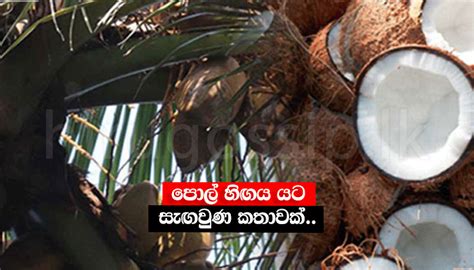 පොල් හිඟය යට සැඟවුණ කතාවක් News Artical Hiru Gossip Lanka Gossip Hirugossip Hiru