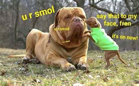 Smol Meaning And Origin Slang By