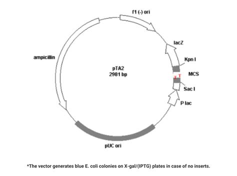Pcr Product Cloning Services Genetika Science