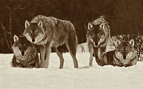 🤭🖤 By Golden Tbilisi Facebook