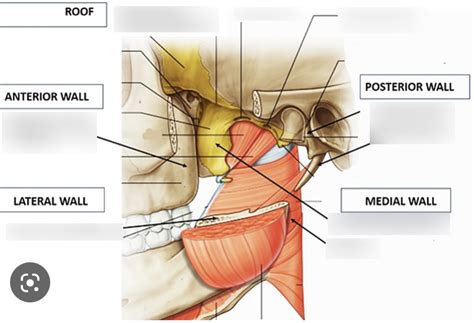 Diagram Of Cfa Infratemporal Fossa Labelling Quizlet