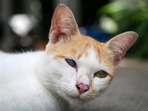 Cataracts In Cats Vet Approved Causes Signs And Treatment Options Catster