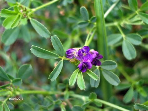 Medicago sativa - Изображение особи - Плантариум