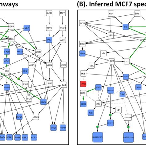 Boolean Network Topologies Of The Generic And Inferred Cell Specific