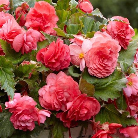 Begonia Odorata Pink Delight Bulbs