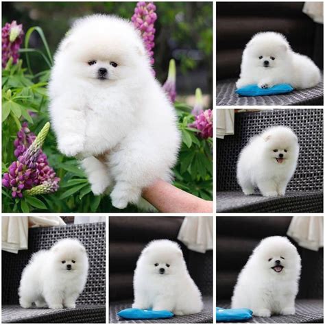 سگ پامر ‌ پامرانین خرسی سفید ۶۵ روز در تهران