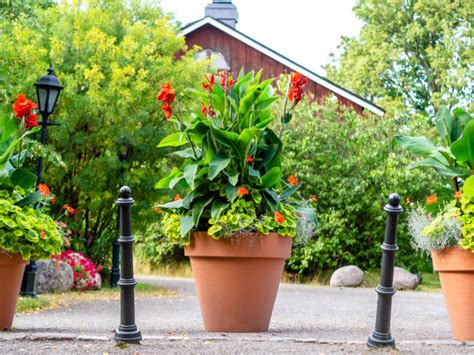 The Best Trees For Pots In Australia Images