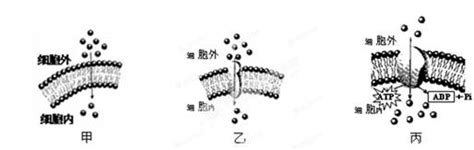 物质跨膜运输的三种方式如下图甲 乙 丙所示 下列叙述正确的是A氧及K 离子等以甲方式进入细胞B甲和乙两种方式都属于被动运输C物质以丙的