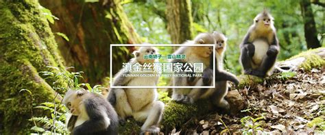滇金丝猴国家公园经营有限公司