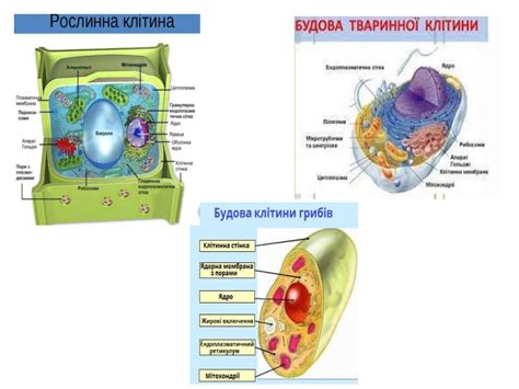 НУШ Біологія 7 клас Презентація Гриби будова клітин особливості життєдіяльності