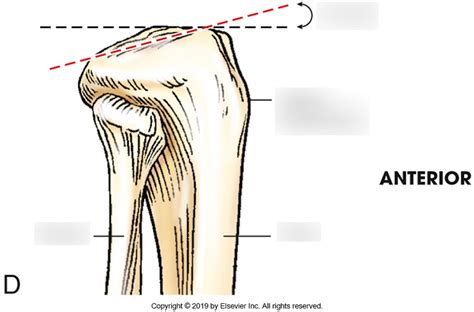 Proximal End Of Tibia Diagram Quizlet