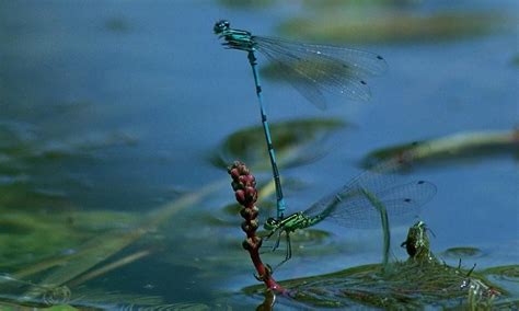 Microcosmos Watch Free Online Documentaries