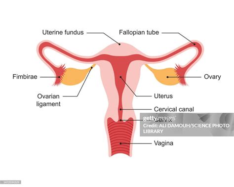 Reproductive System Female Diagram Parts Of The Reproductive System