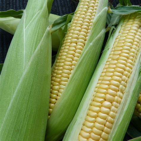 Original 8 Row Golden Bantam Corn 25 Lb Bulk ~52 000 Seeds Non Gmo
