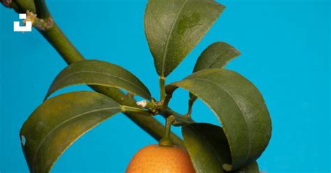 나뭇 가지에 오렌지 과일 사진 Unsplash의 무료 음식 이미지