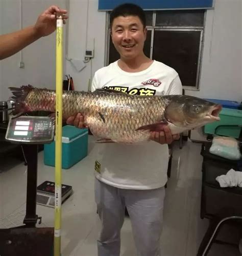 50斤鲤鱼50斤大鲤鱼第6页大山谷图库