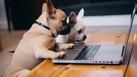 Learning Javascript From Chatgpt Tldr — Great But Cant Replace