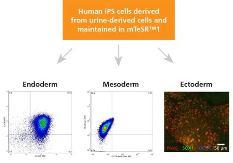 Reprogramming Human Urine Derived Cells To Induced Pluripotent Stem