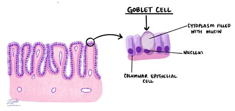 Epithelial Tissue Goblet Cells Epithelial Tissues Types Functions