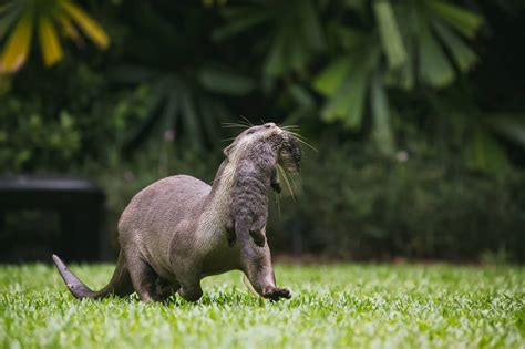 Zouk Mum Was A Super Star Otter Watcher Shares Her Experience Discovering Otters Death