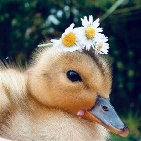 This Cute Duckling R Ducklings