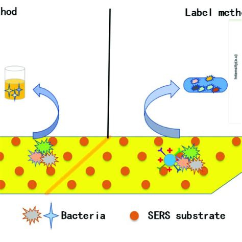 Pdf Detection Of Foodborne Pathogens By Surface Enhanced Raman Spectroscopy
