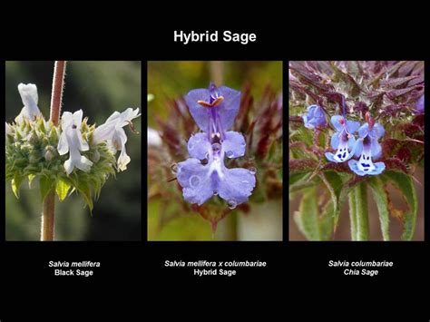 Sage Hybrids Salvia Apiana Salvia Melifera Salvia Purpurea Salvia