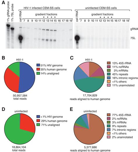Analysis Of The Human Immunodeficiency Virus 1 Rna Packageome