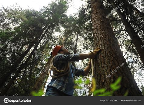 Male Worker With An Ax Chopping A Tree In The Forest Stock Photo By Alexkich