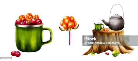 마커는 주전자 나무 그루터기 녹색 컵 크랜베리 및 카우베리로 삽화 세트를 분리했습니다 수채화 스타일입니다 레크리에이션 관광 및