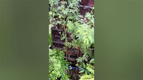 গুয়ে বাবলা গাছের চারা নিতে 01819548385 কল করুন Youtube