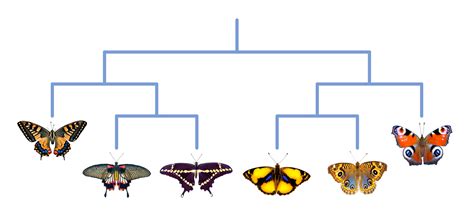 Classification Systems Lesson Summary Good Science