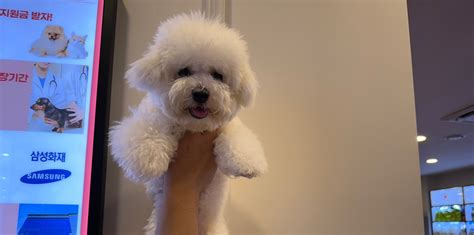 비숑프리제 태백이 보스턴테리어 핏불테리어 허스키 테리어종류 꼬똥 차오차오 아프간하운드 Cat 강아지분리불안 털안빠지는강아지 귀여운강아지 강아지종 사바나캣 믹스견 잭러셀테리어