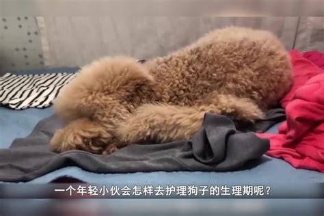 斤泰迪来例假男主亲自下厨做饭堪称爹系男友的模板动物世界 泰迪来 男友 模板