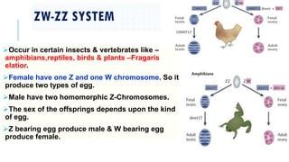 SEX DETERMINATION GENETICS PDF