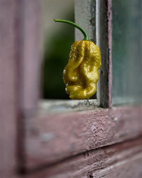 Най лютата чушка в света Chilli Hills