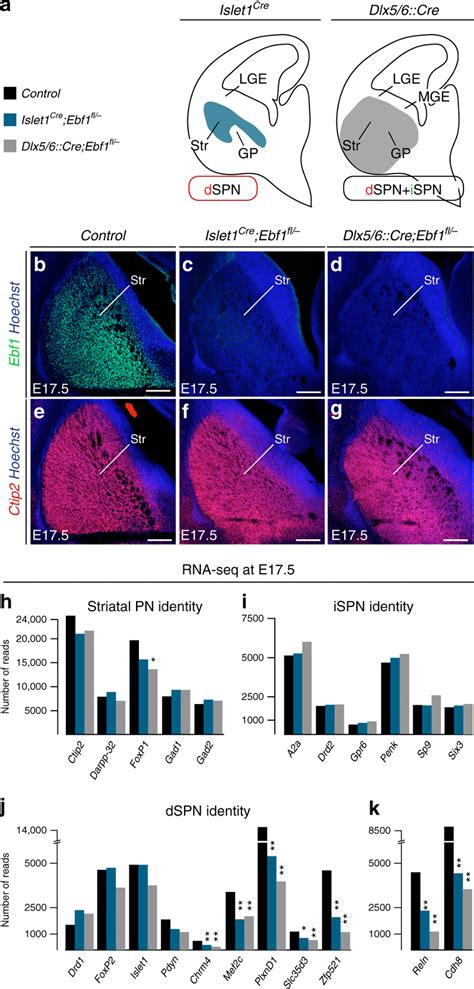 Two Ebf1 Conditional Mutants Similarly Affect DSPN Differentiation A
