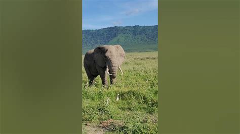 아프리카 세렝게티 사파리로 장대한 여행을 떠나세요 응고롱고 3부 아프리카여행 세렝게티사파리 성희 Youtube