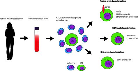 Circulating Tumor Cell Enumeration By The Cellsearch System The Clinicians Guide To Breast