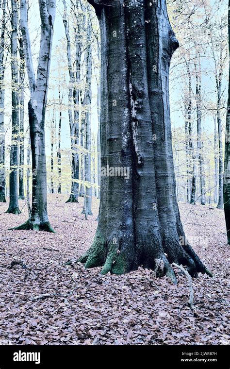 The Tree Token Of A Type Tree Universal Plant In All Types And