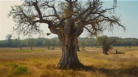 How To Prune A Tree Properly Tree Future