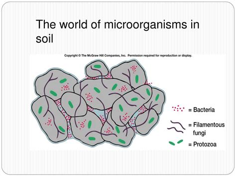 PPT Soil Microbiology PowerPoint Presentation Free Download ID