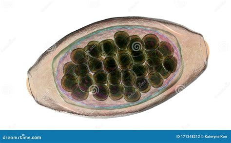Egg Of Parasitic Roundworm Trichuris Trichiura Stock Illustration Illustration Of Structure